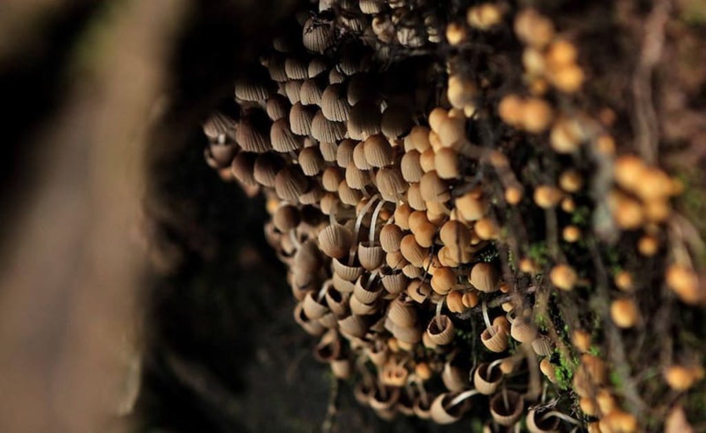 El silencioso rol del reino Fungi en el bosque nativo de Coyanmahuida ...